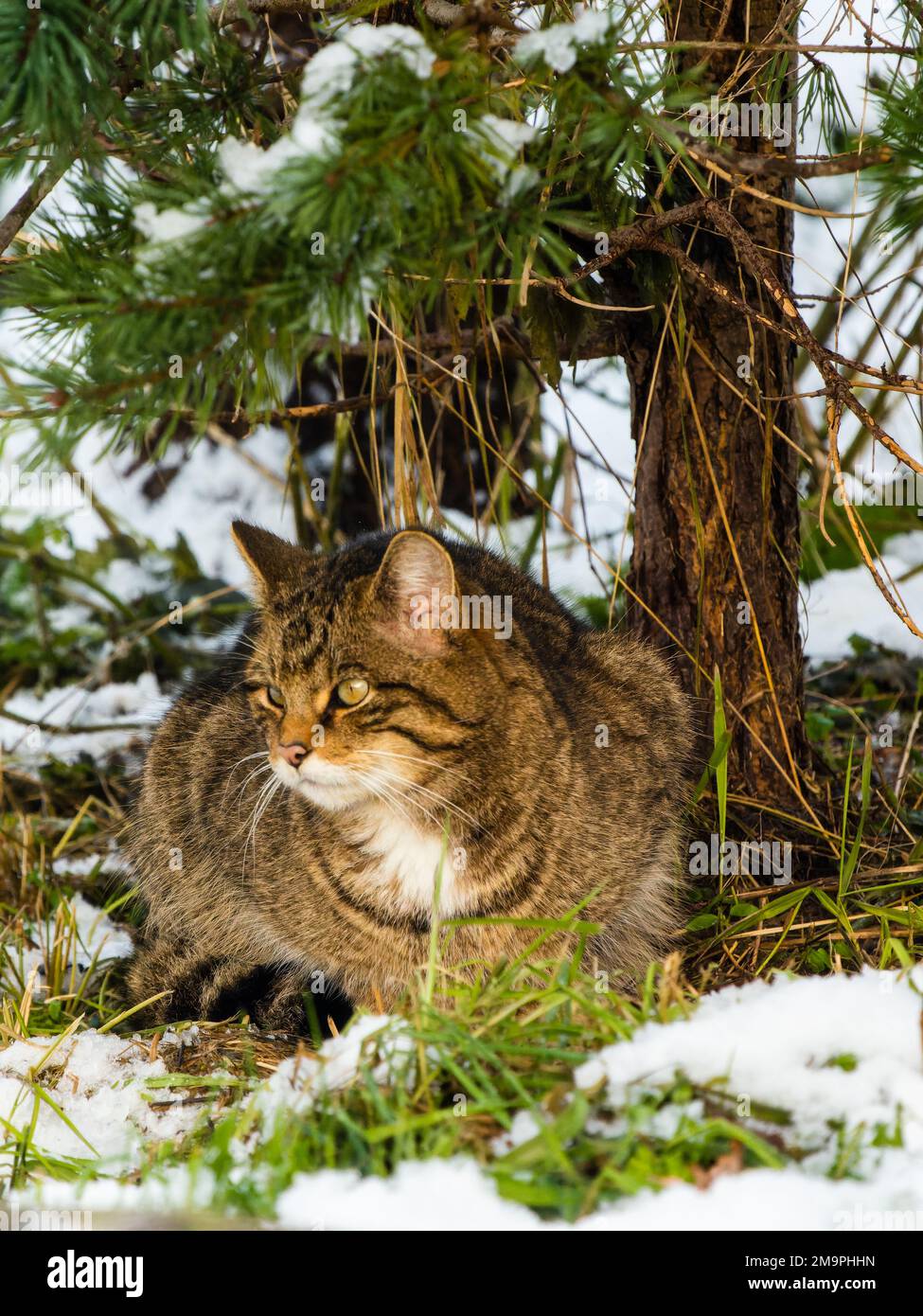 Scottish Wildcat in the Snow Stock Photo - Alamy