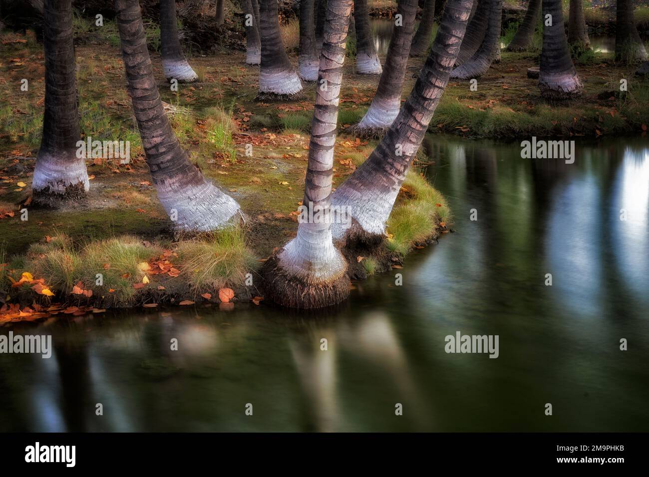 Palm trees and reflection. Ancient Hawaiian Fish Ponds - Kalahuiipuaa ...