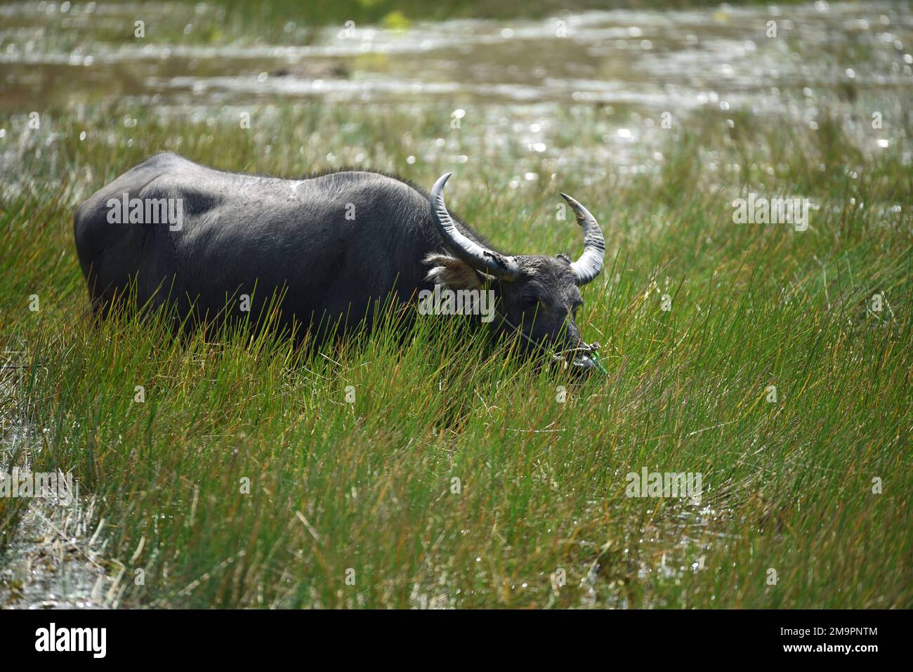 A buffalo walking in the okavango delta Stock Photo - Alamy