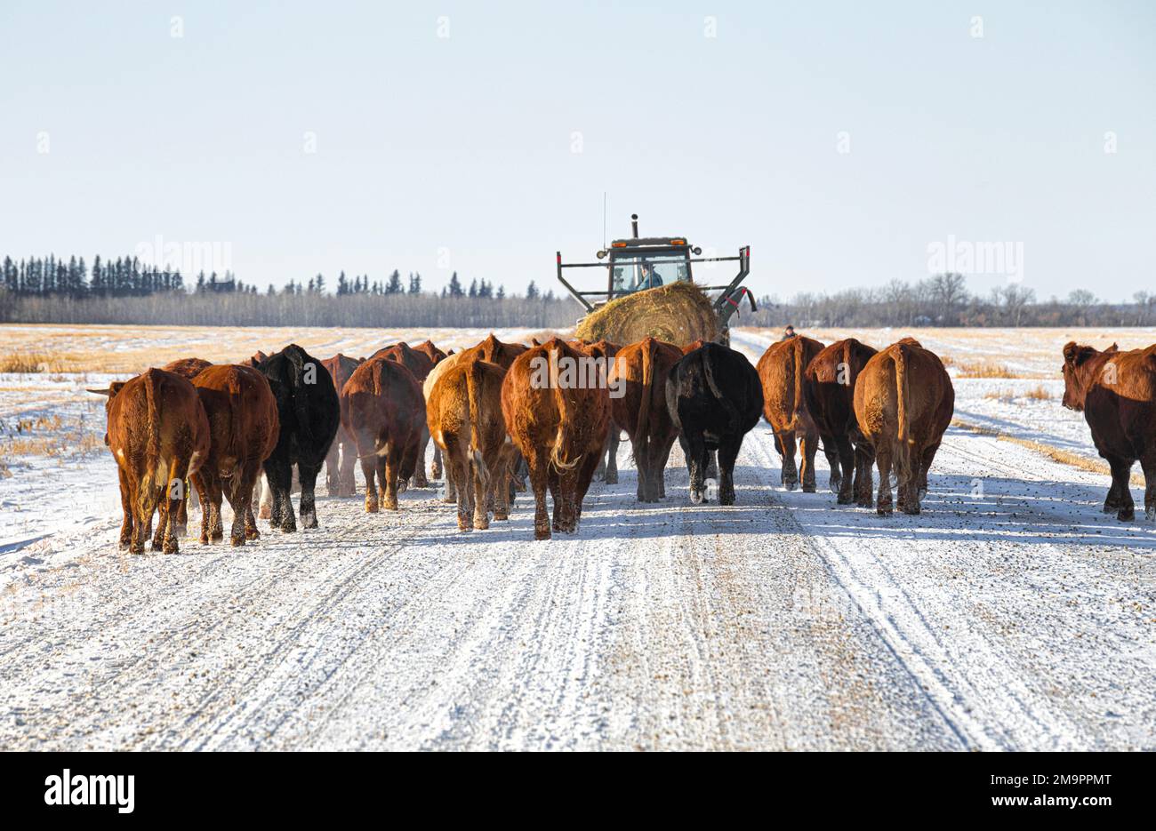 A tractor with a straw bale herding home red and black herd of cattle ...