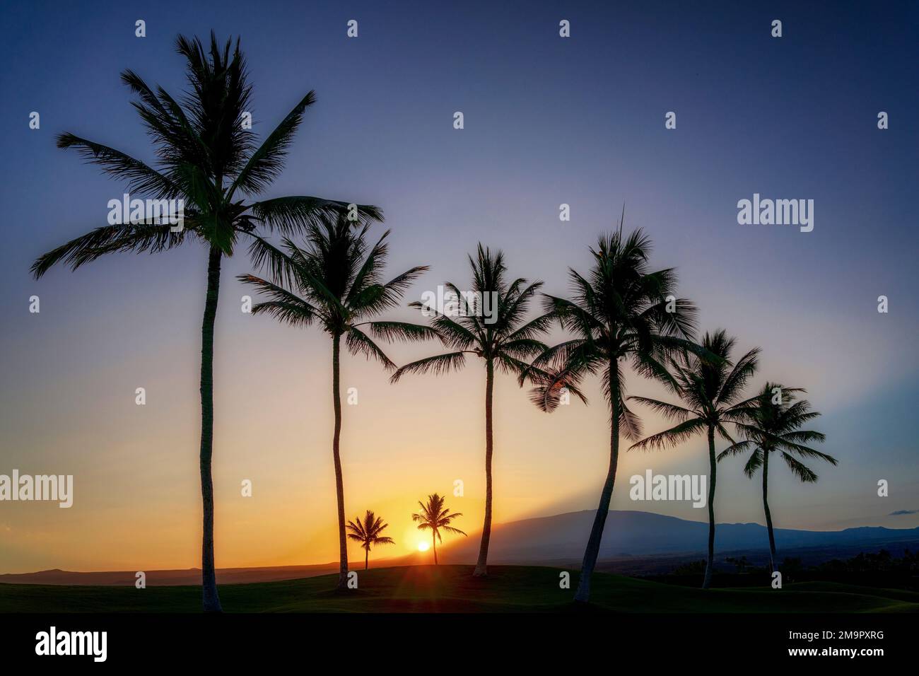 Sunrise and palm trees. Hawaii the big island Stock Photo - Alamy