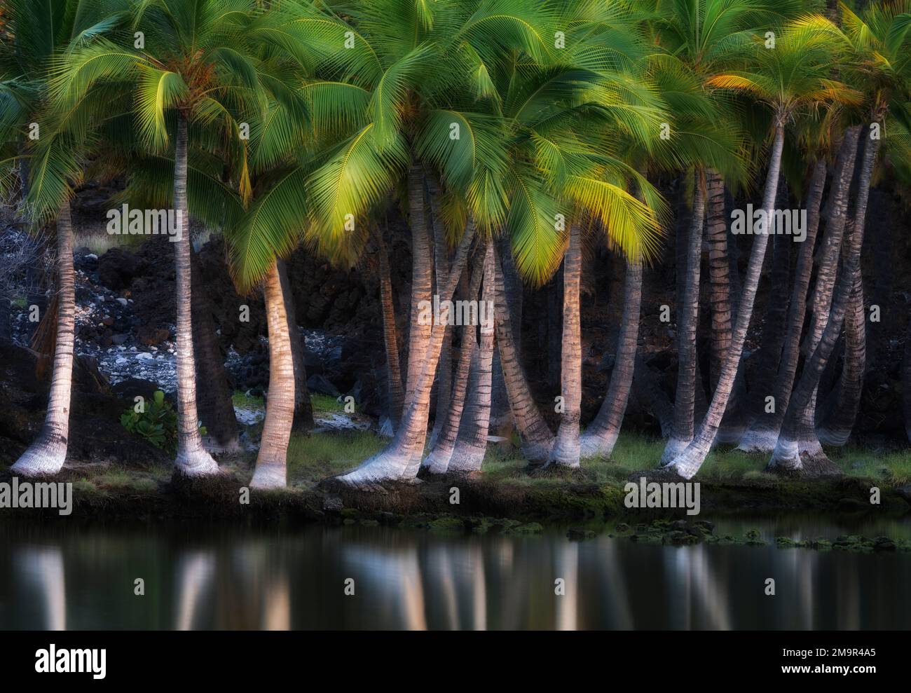 Palm trees and reflection. Ancient Hawaiian Fish Ponds - Kalahuiipuaa ...