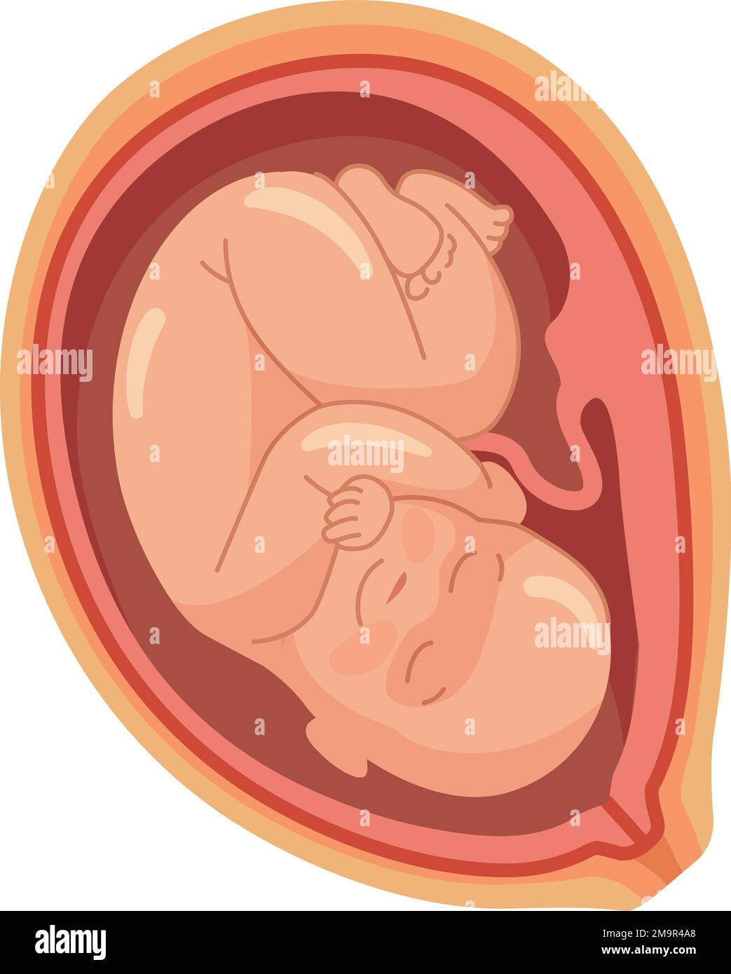 Baby in womb icon. Medical pregnancy illustration. Human uterus ...