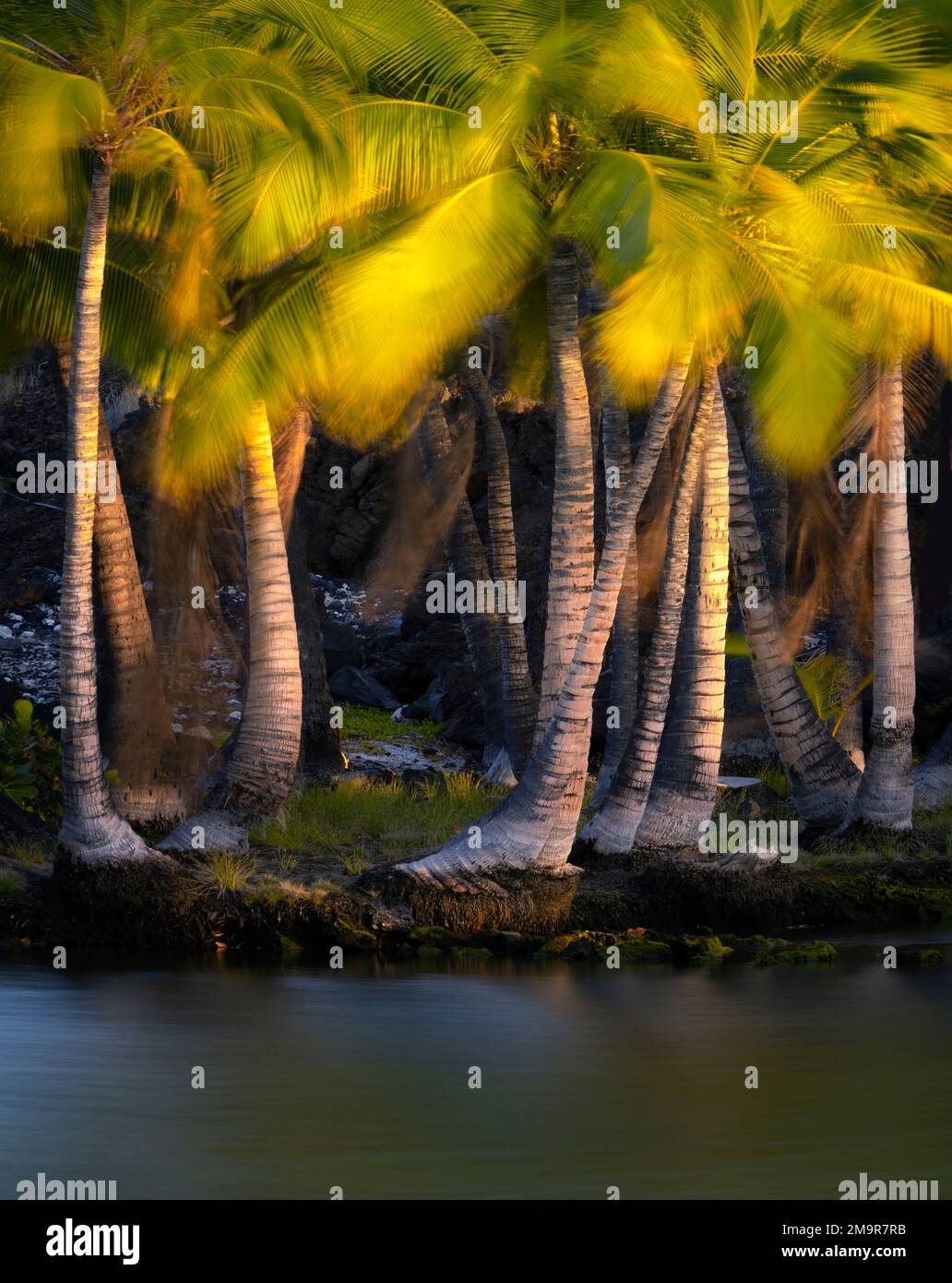 Palm trees and reflection. Ancient Hawaiian Fish Ponds - Kalahuiipuaa ...