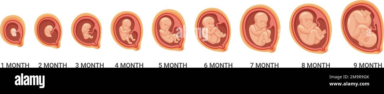 Fetal stages. Human embryo growth process. Pregnancy cartoon icon ...
