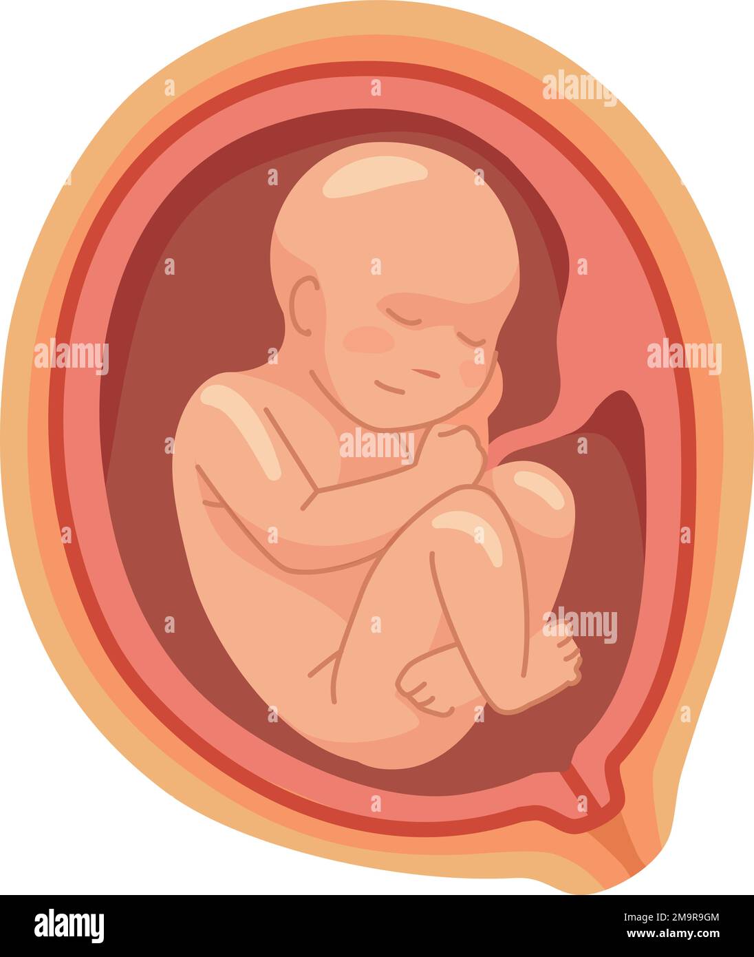 Fetal stage icon. Human child in uterus. Pregnancy symbol isolated on ...