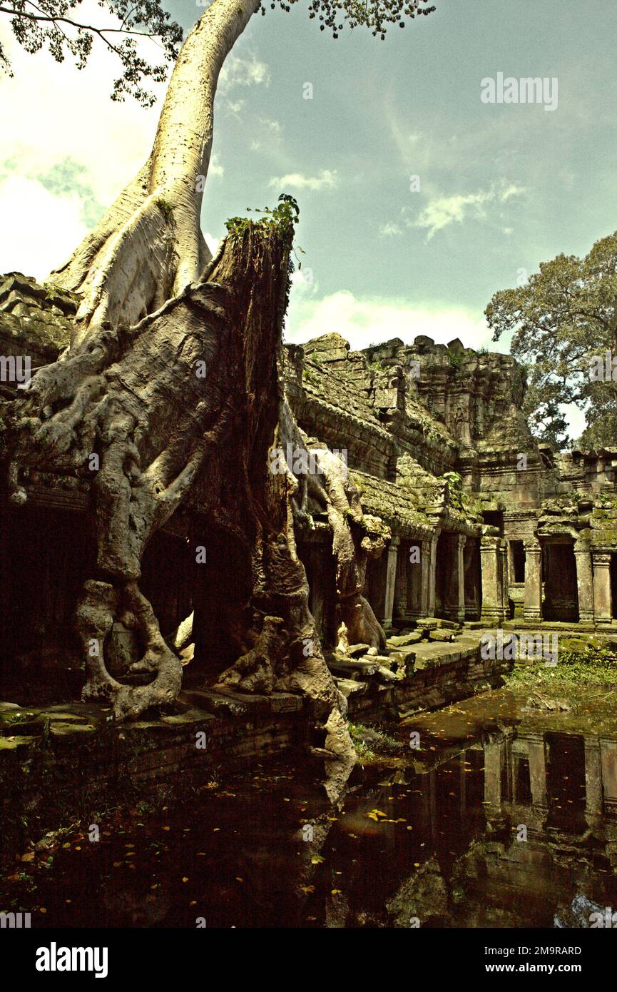 Encroaching trees at the ruins of Preah Khan temple in Siem Reap ...