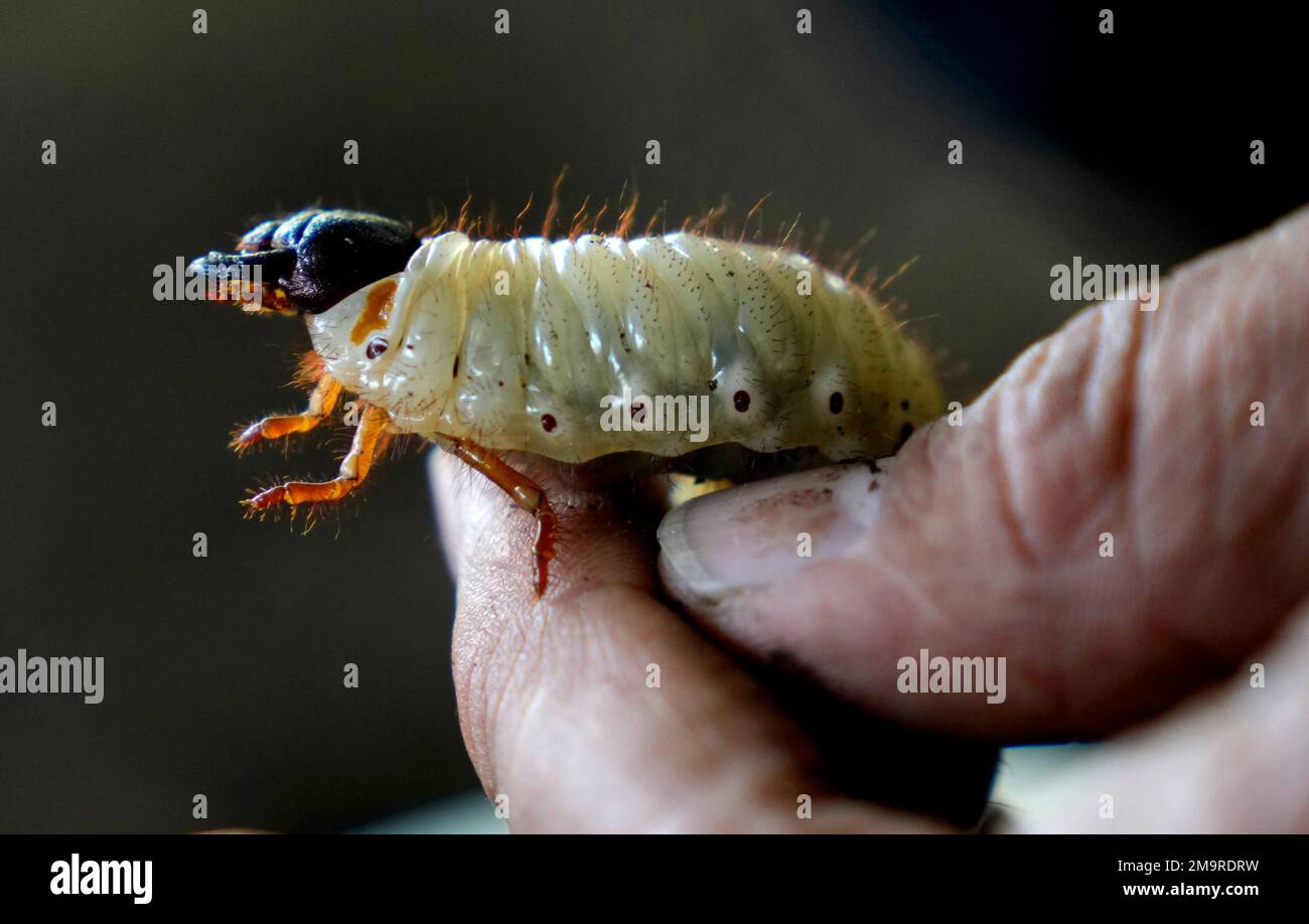 Colombian environmental engineer Germán Viasus Tibamoso, owner of ...