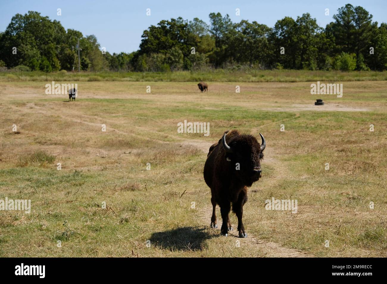 A bison walks along a path through a pasture in Bull Hollow, Okla., on ...