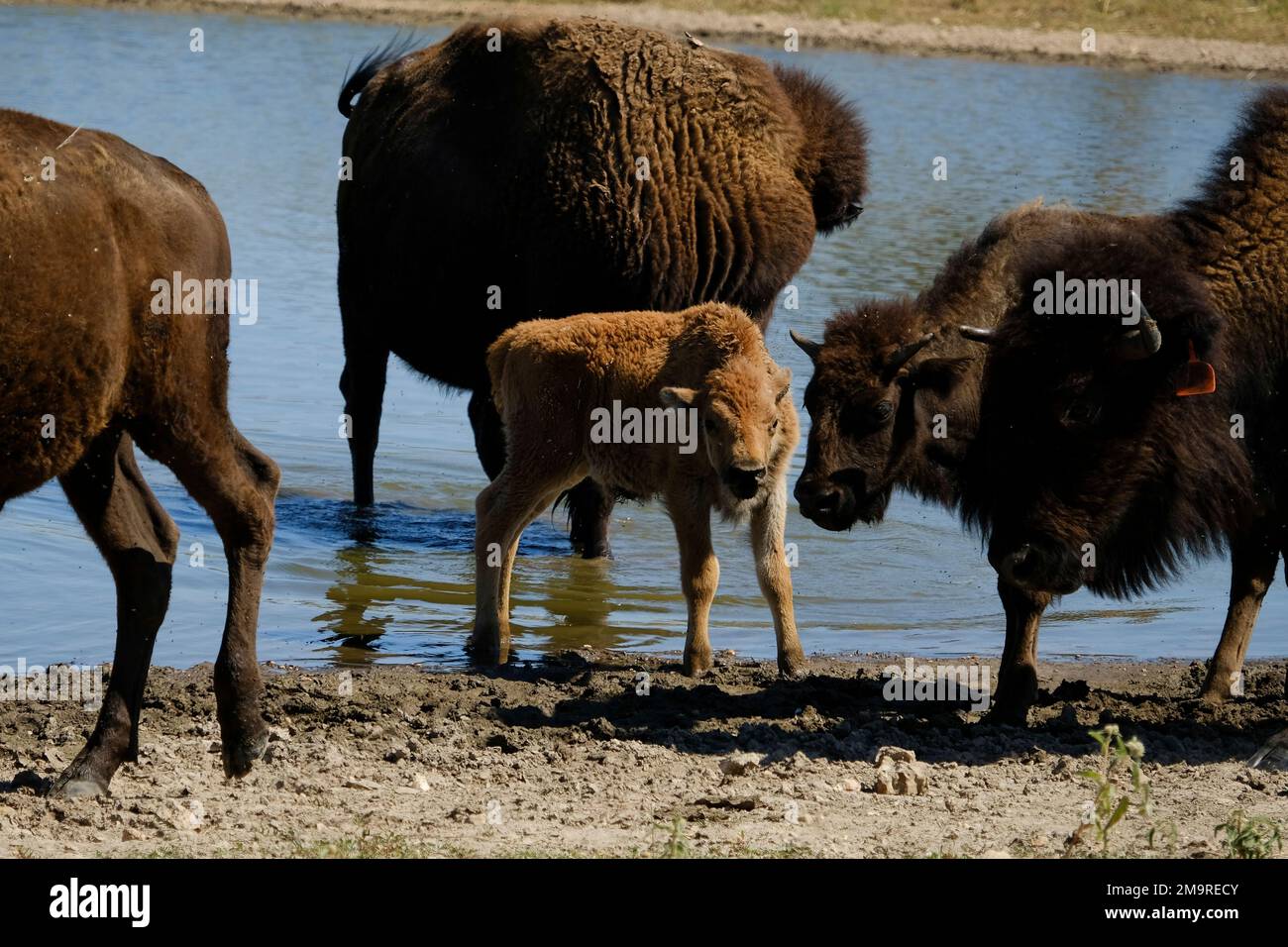 A young bison calf stands in a pond with its herd at Bull Hollow, Okla ...