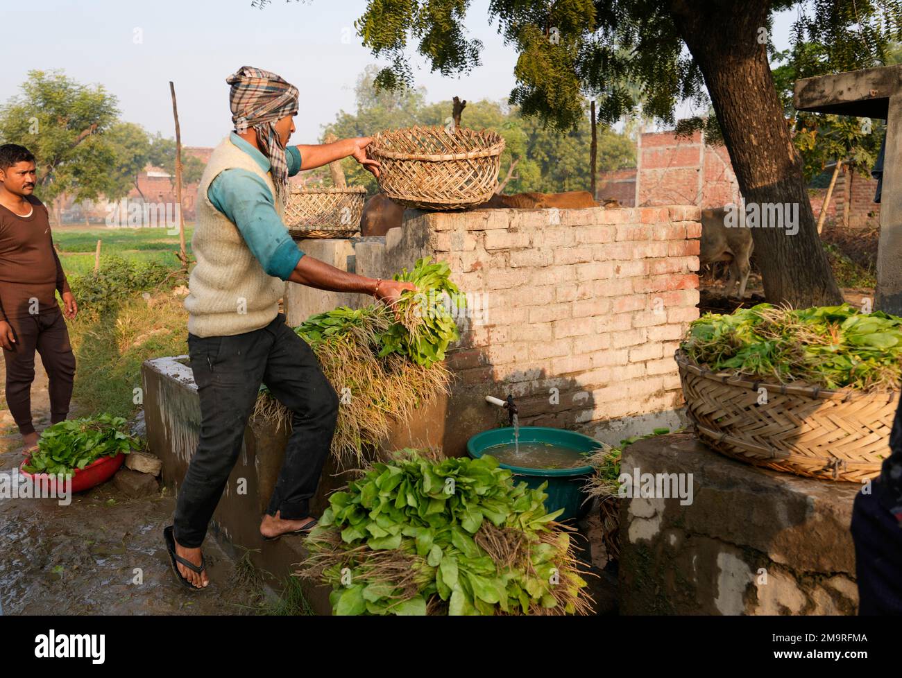 Indian farmers harvest vegetables from an agricultural field amid in ...