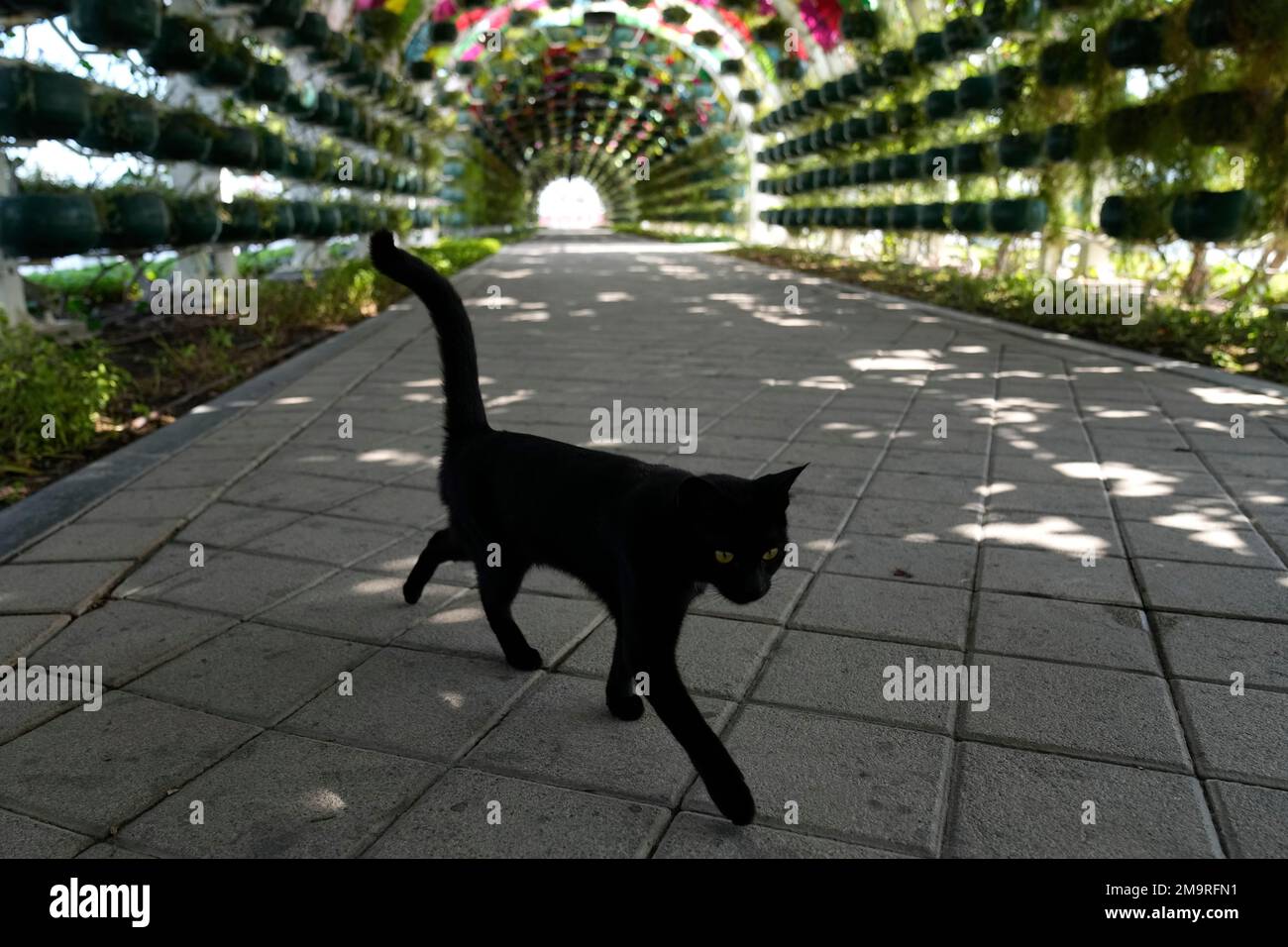 A black cat walks along a garden outside the FIFA Fan Festival in Doha ...
