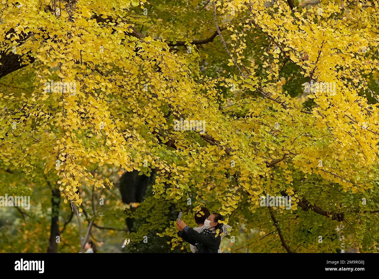People takes a picture of fall colors of ginkgo tree leaves at a park ...