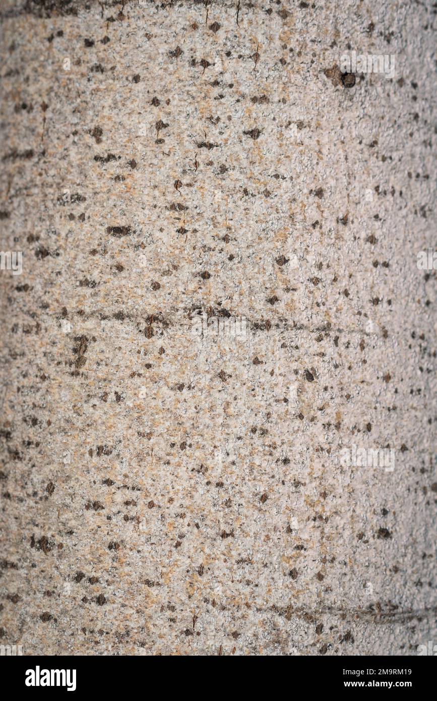 Structure poplar bark texture hi-res stock photography and images - Alamy