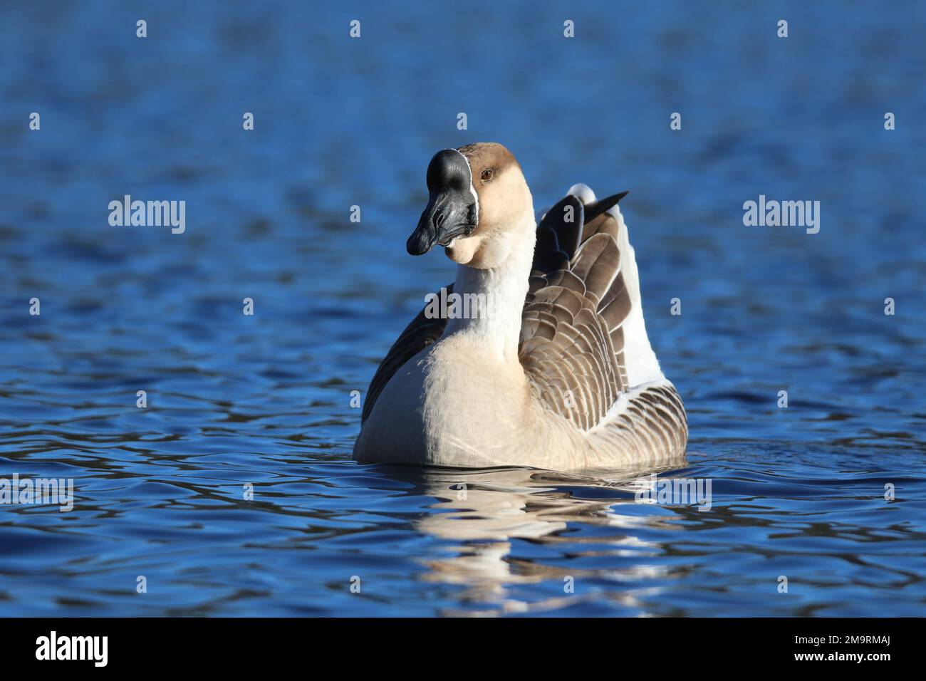 Swan goose or Chinese goose Anser cygnoides swimming on a blue lake in ...