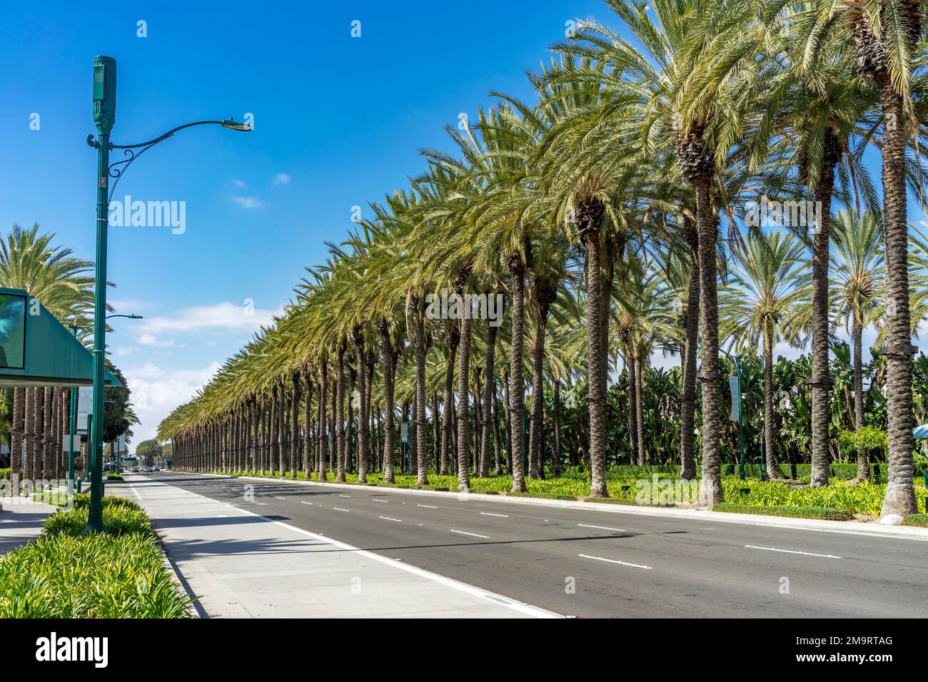 Row of palm trees on the median divider of an urban street with blue ...