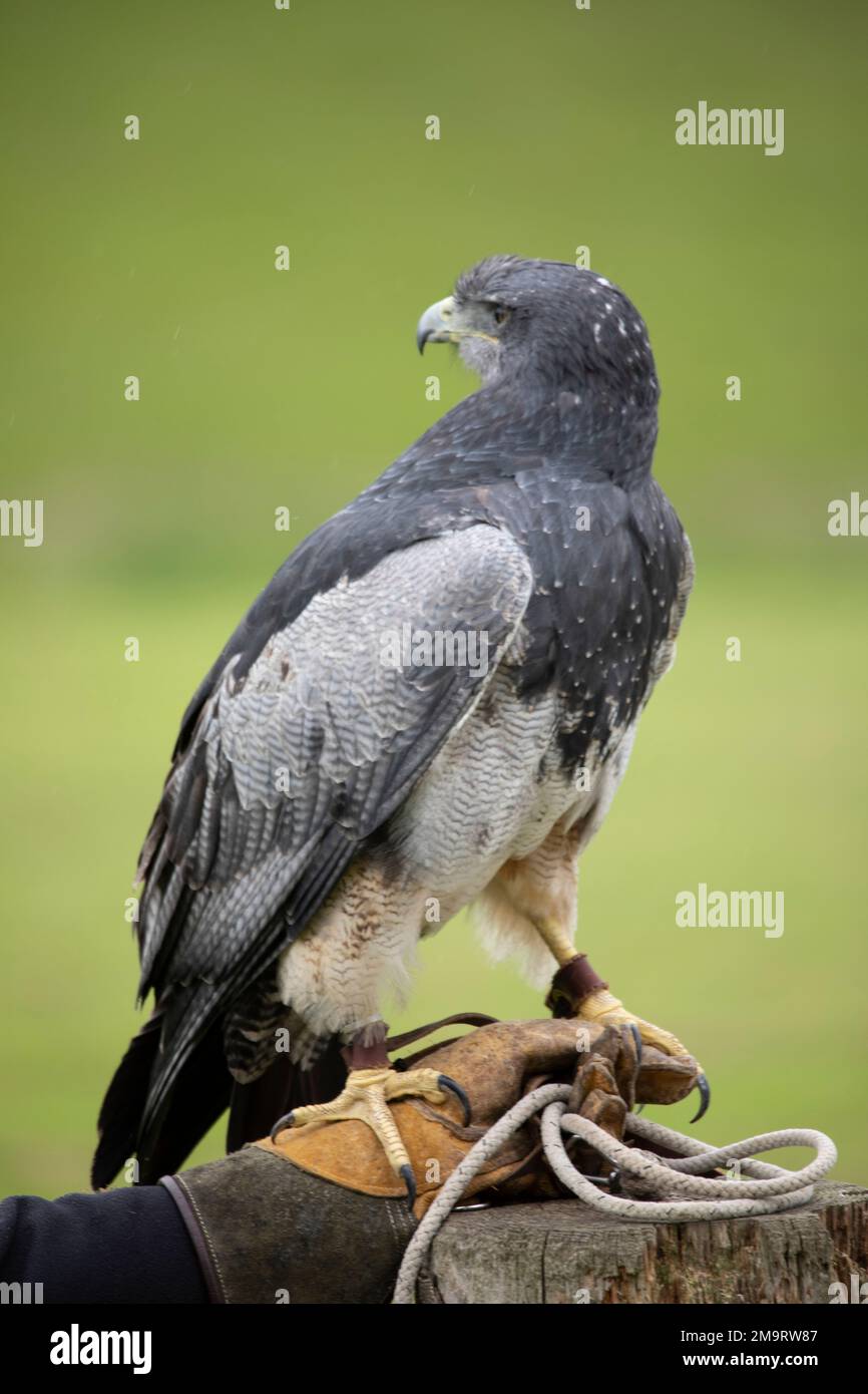 Tethered hawk hi-res stock photography and images - Alamy