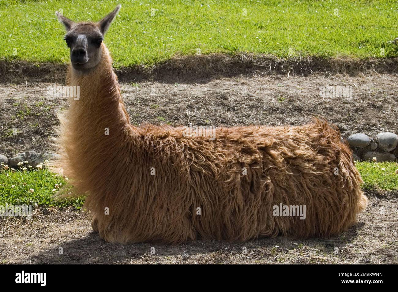 Sitting alpaca looking camera hi-res stock photography and images - Alamy