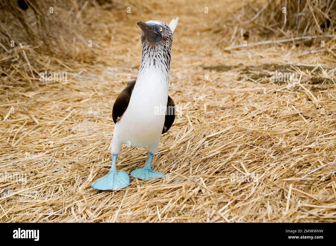 Blue-footed booby is easily recognizable by its distinctive bright blue ...