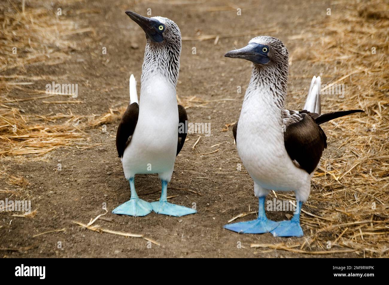 Blue-footed booby is easily recognizable by its distinctive bright blue ...