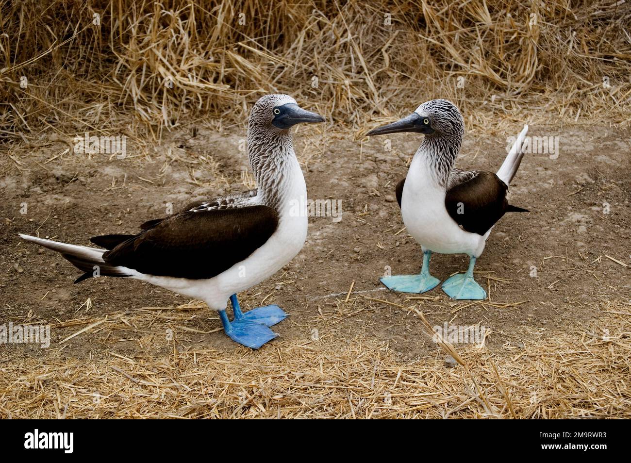 Blue-footed booby is easily recognizable by its distinctive bright blue ...