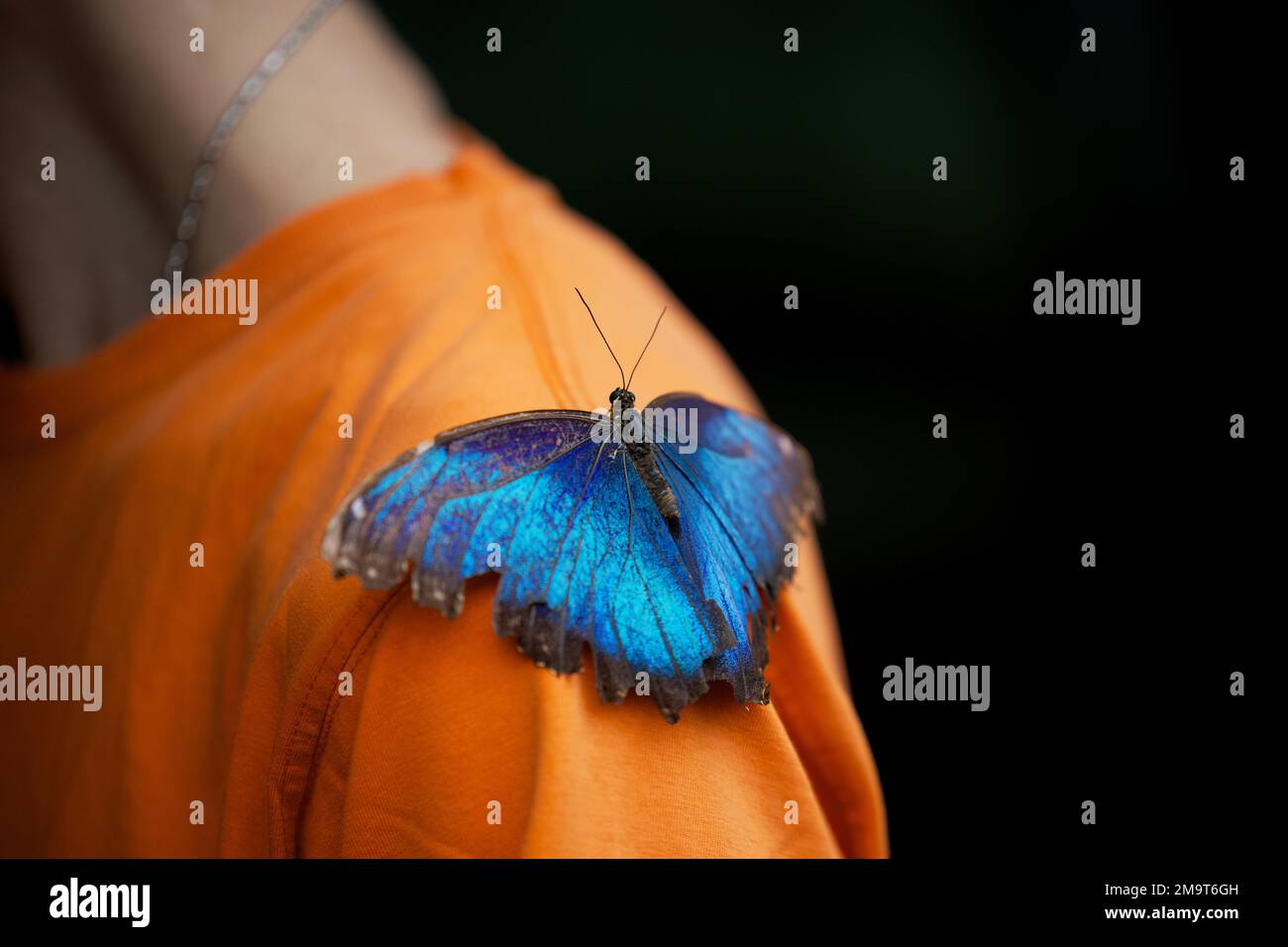 A closeup of a beautiful Menelaus blue morpho sitting on a shoulder ...