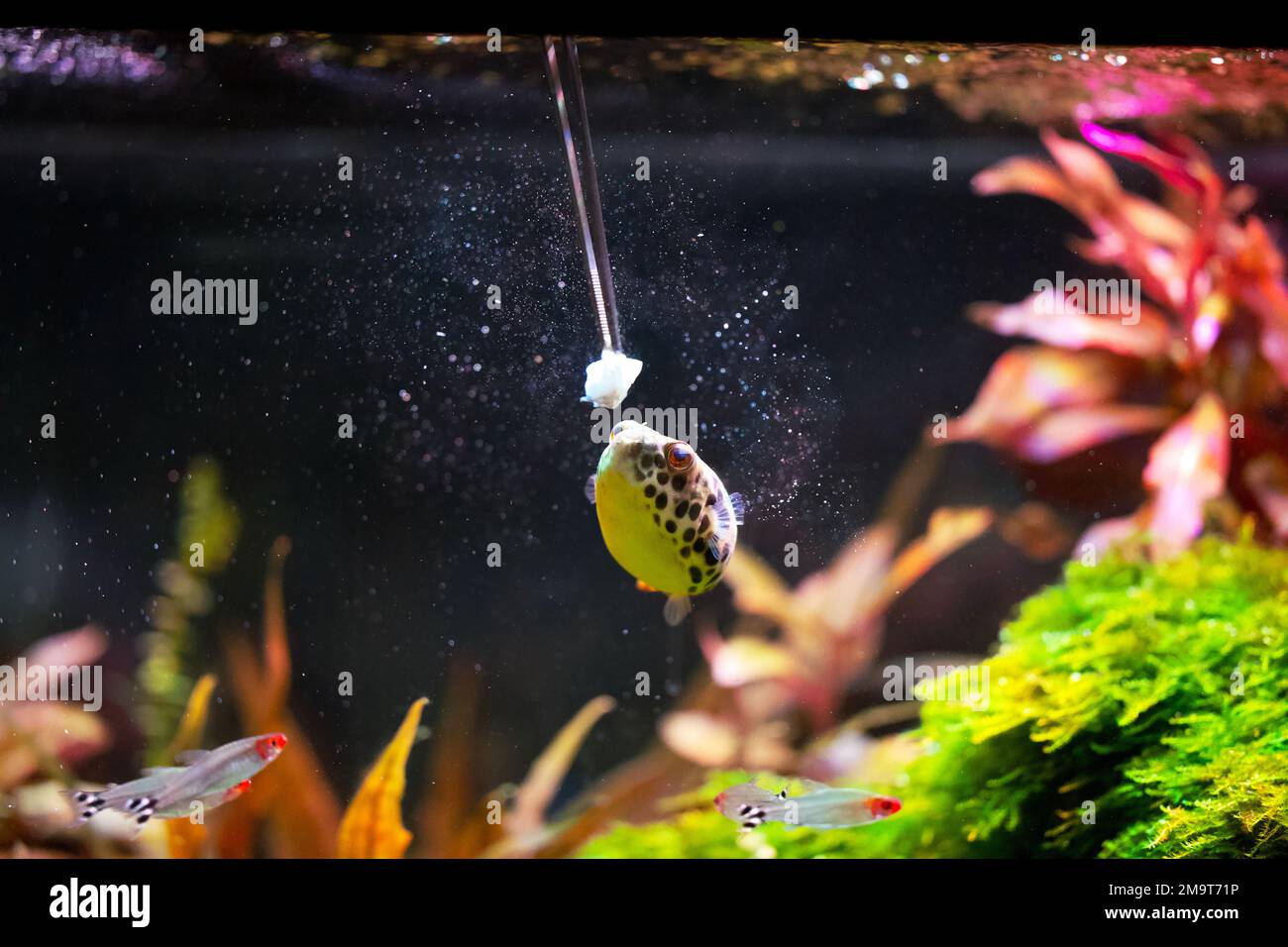 Small puffer fish hi-res stock photography and images - Alamy