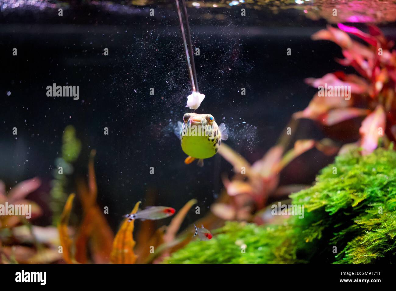 Small puffer fish hi-res stock photography and images - Alamy