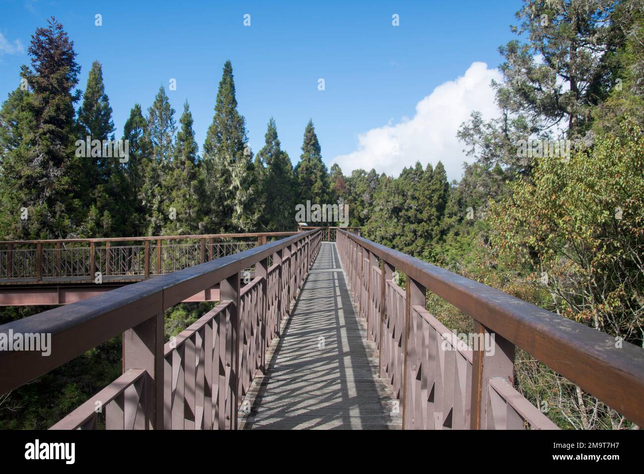 Observation deck and sky walk in the Alishan National Forest Recreation ...