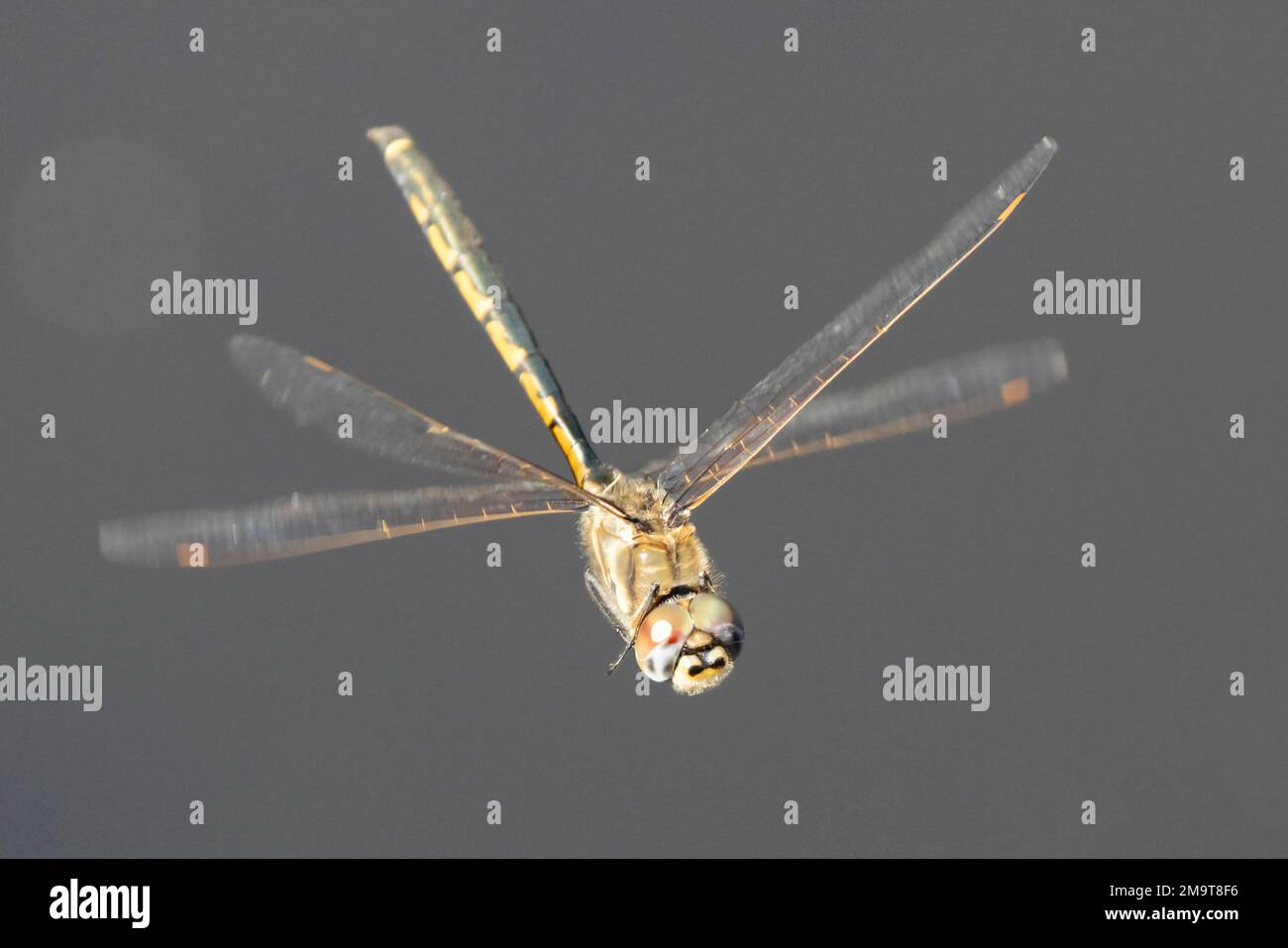 Australian Dragonfly in flight over water Stock Photo - Alamy