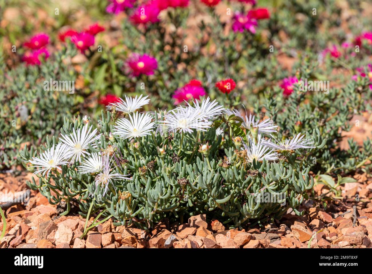 South African Ice Plants growing in an Australian garden Stock Photo ...