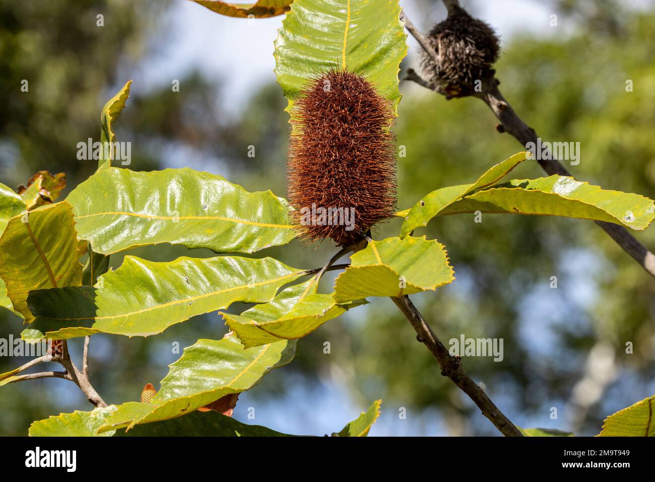 Australian Swamp Banksia plant with flower Stock Photo - Alamy