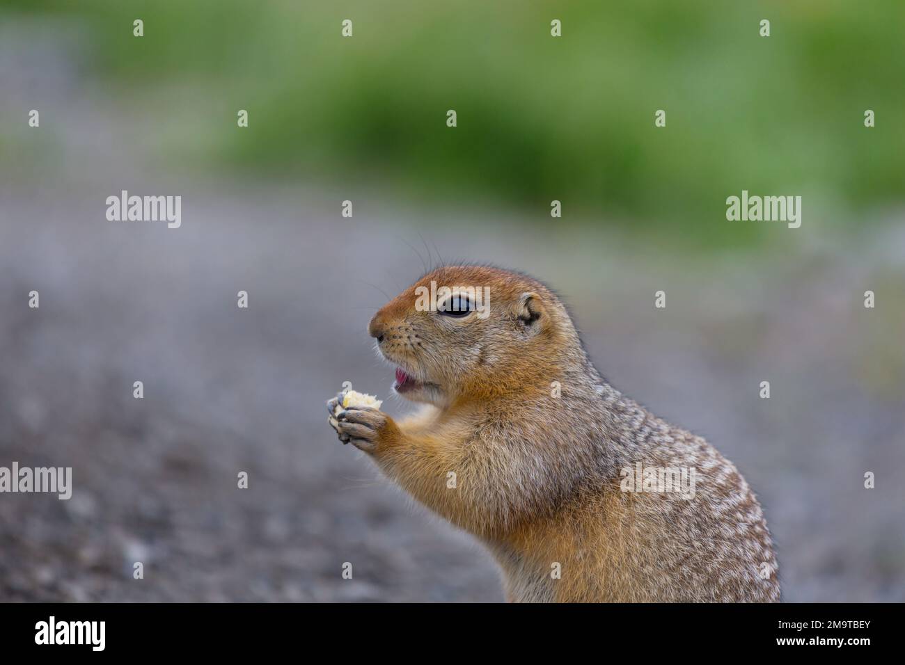 An arctic ground squirrel eating Stock Photo - Alamy