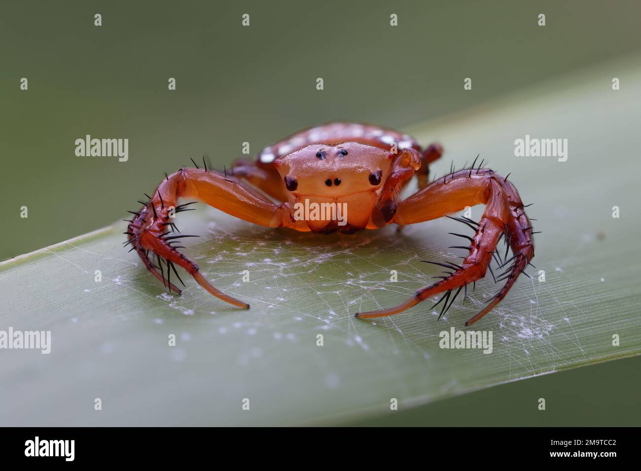 Close up of an Australian Triangle Spider Stock Photo - Alamy