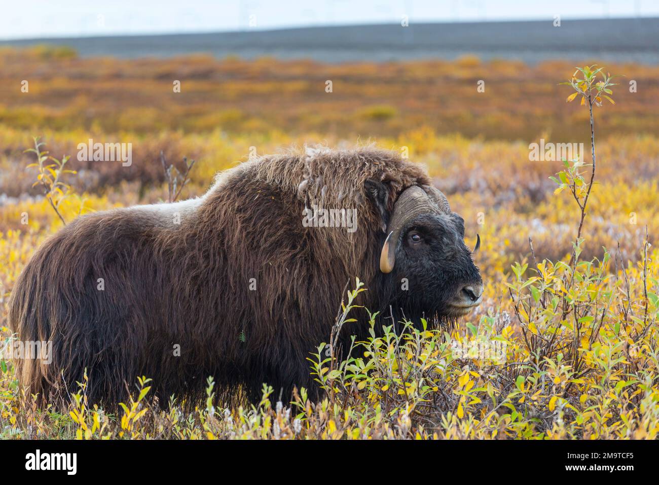 Musk ox in mountain tundra hi-res stock photography and images - Alamy