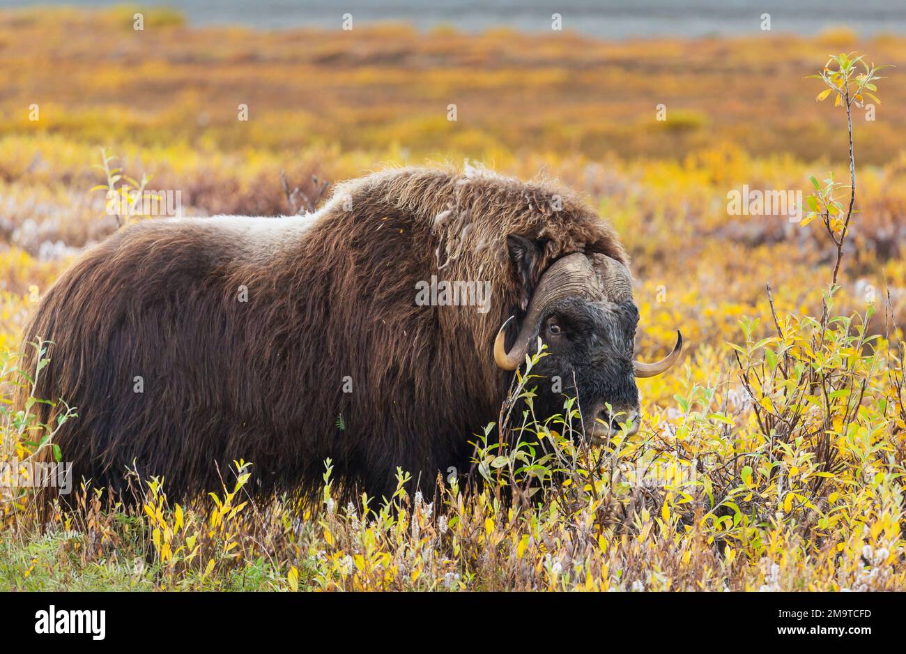 Wild musk ox in a autumn landscape in arctic tundra, Canada Stock Photo ...