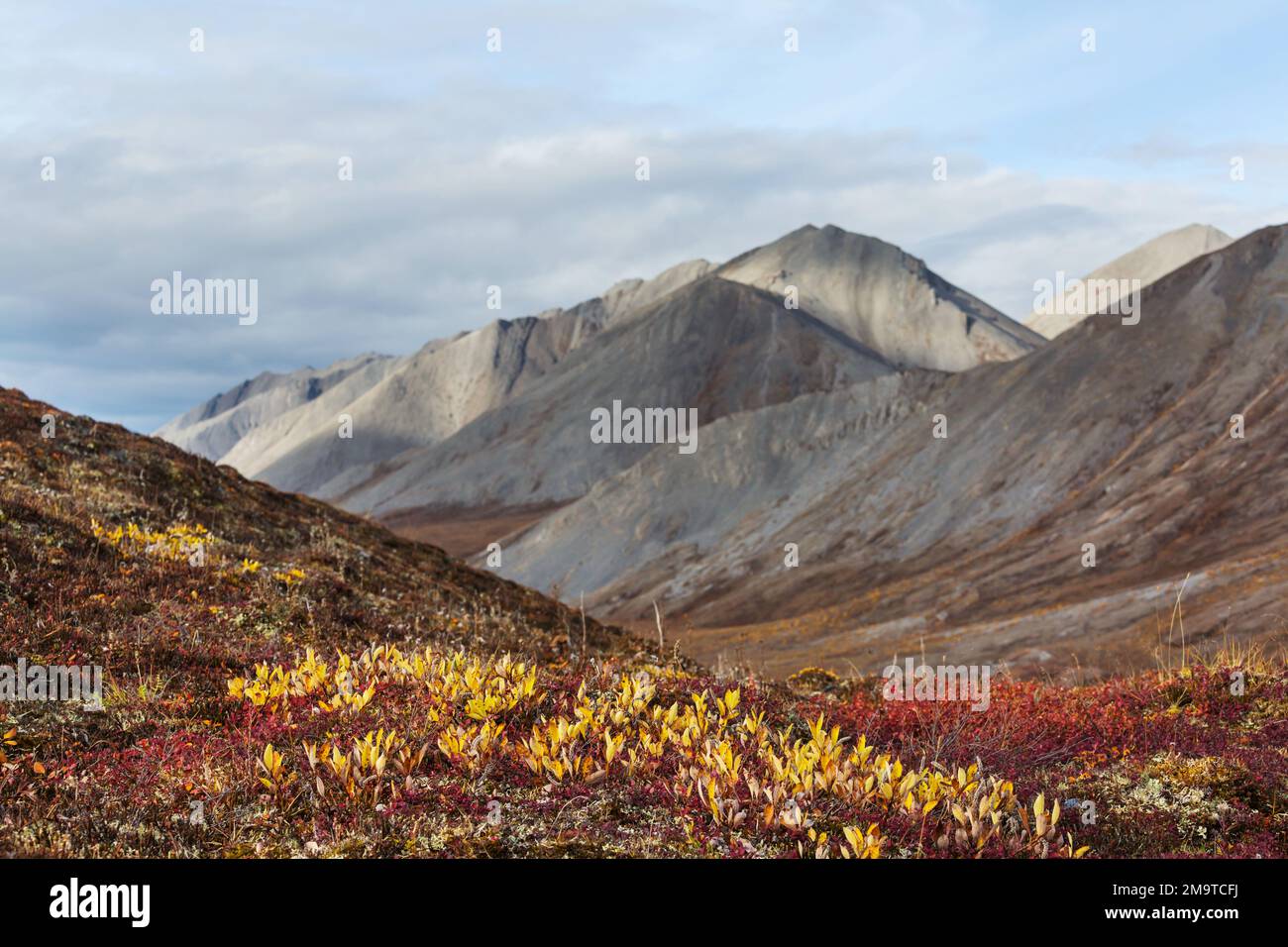 Tundra landscapes above Arctic circle Stock Photo - Alamy
