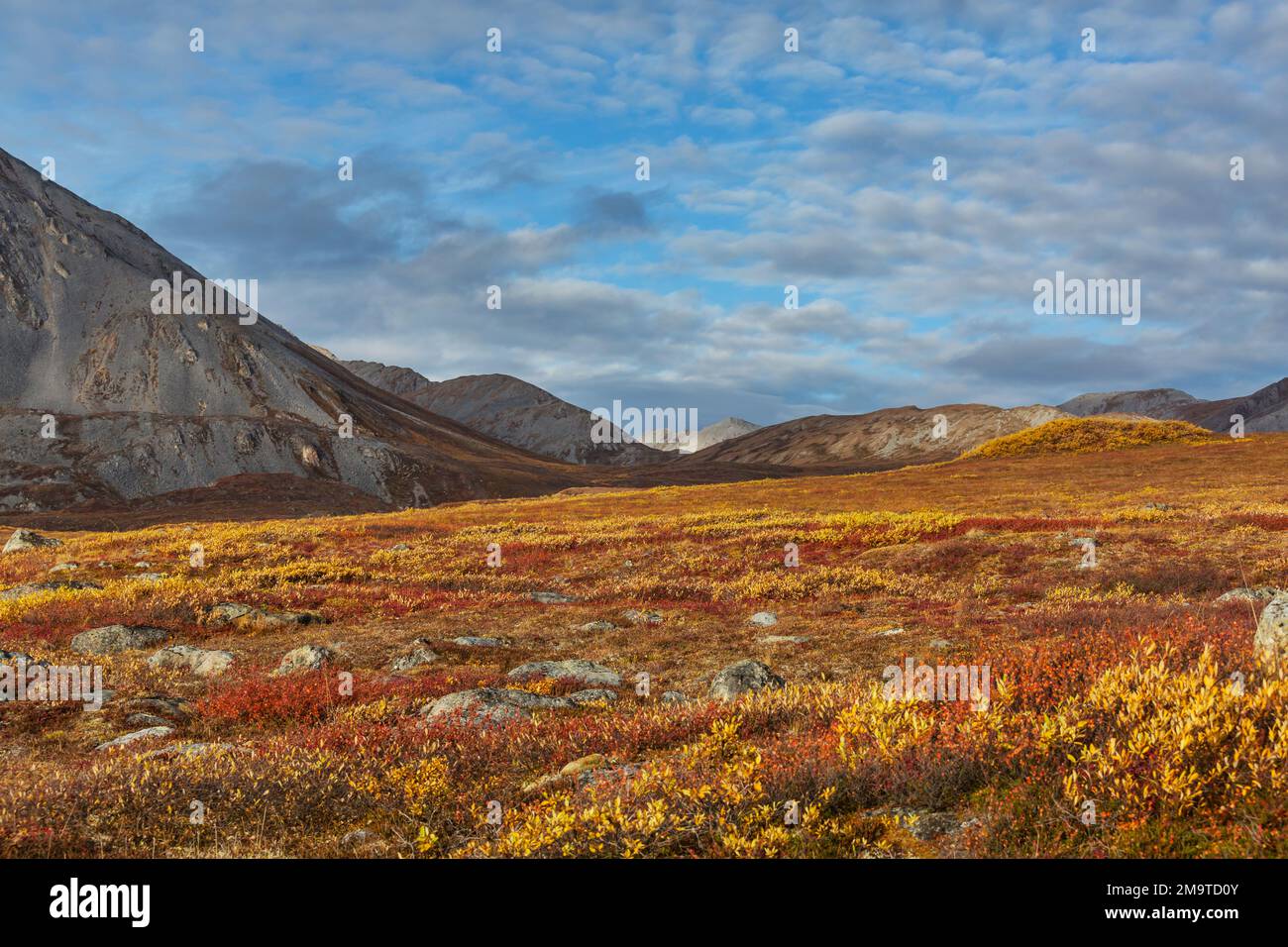 Tundra landscapes above Arctic circle Stock Photo - Alamy