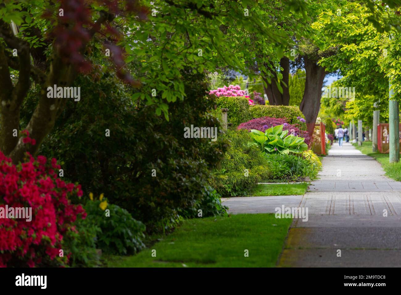 Spring scene in the green garden blossom tree springtime fresh Stock ...