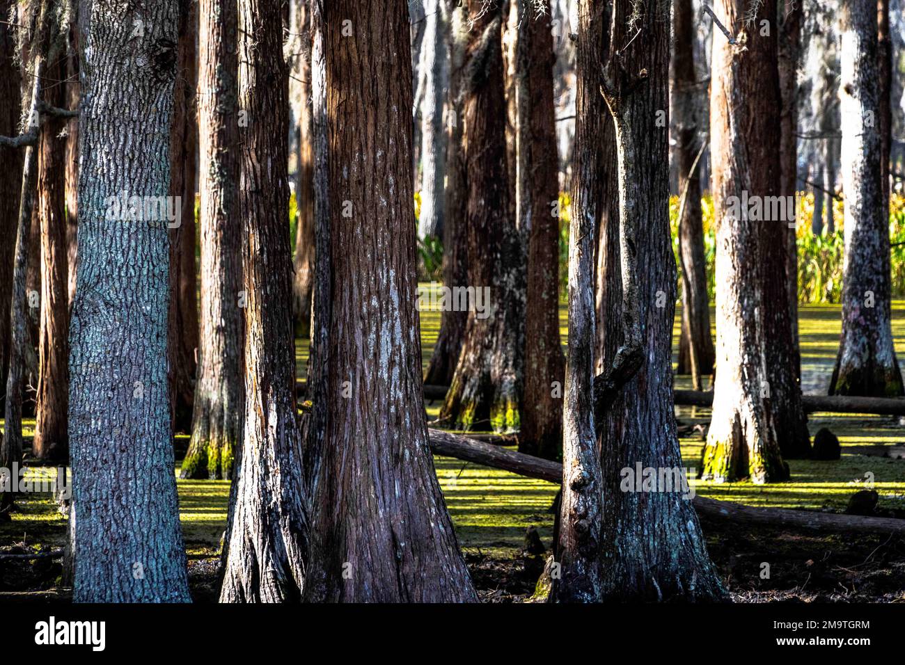 woods in Florida Stock Photo - Alamy