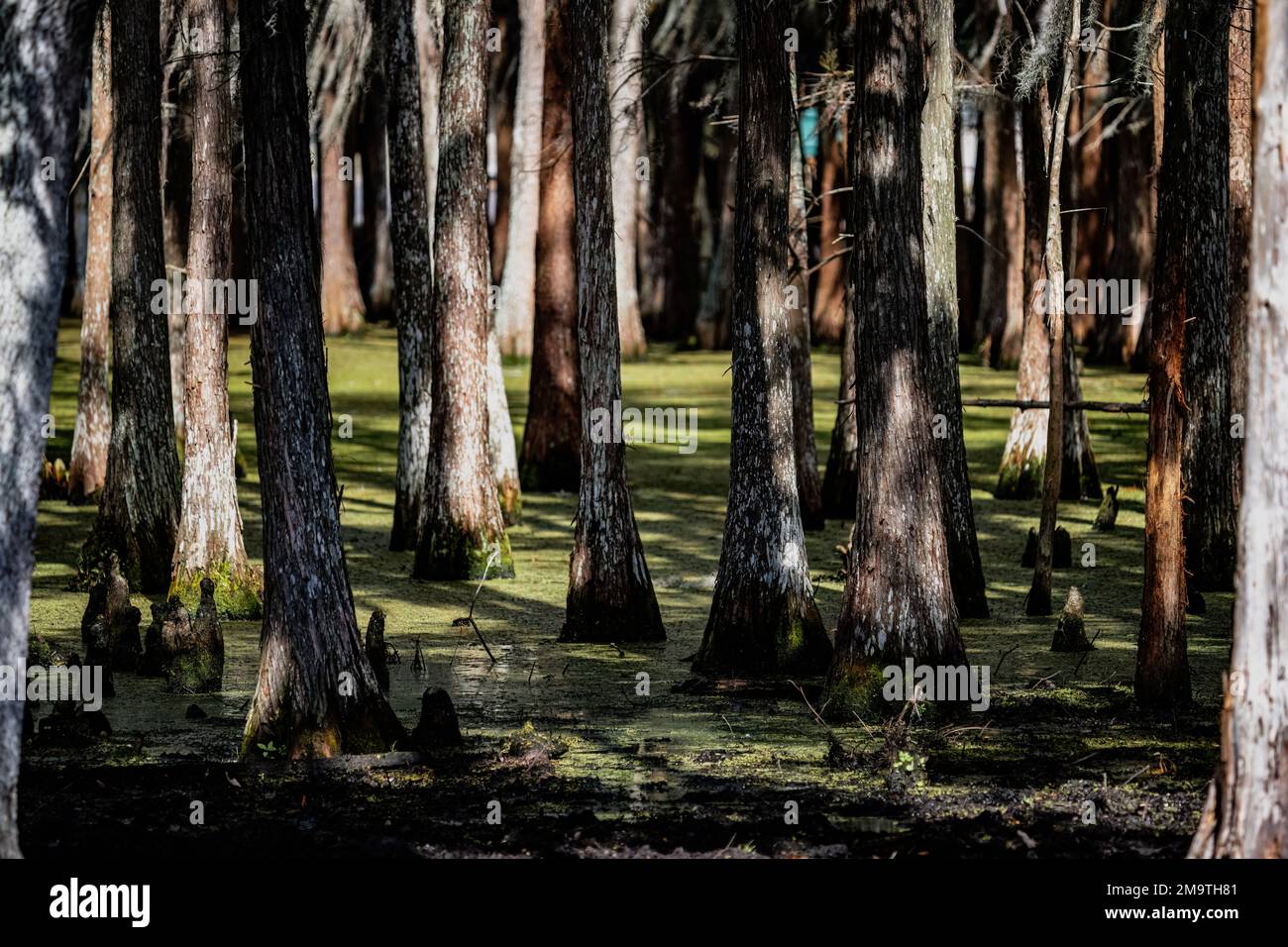 woods in Florida Stock Photo - Alamy