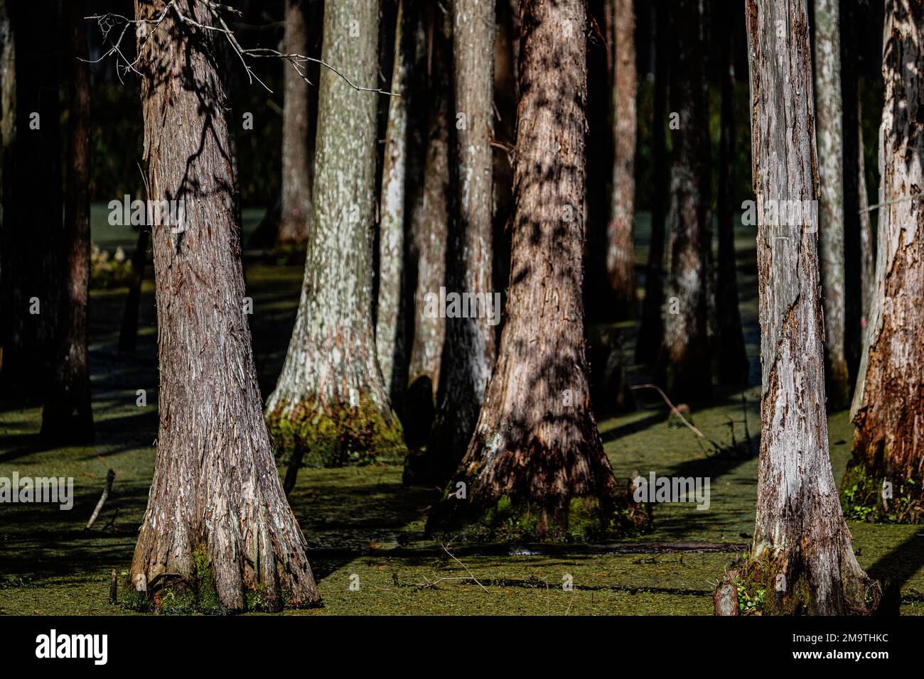 woods in Florida Stock Photo - Alamy
