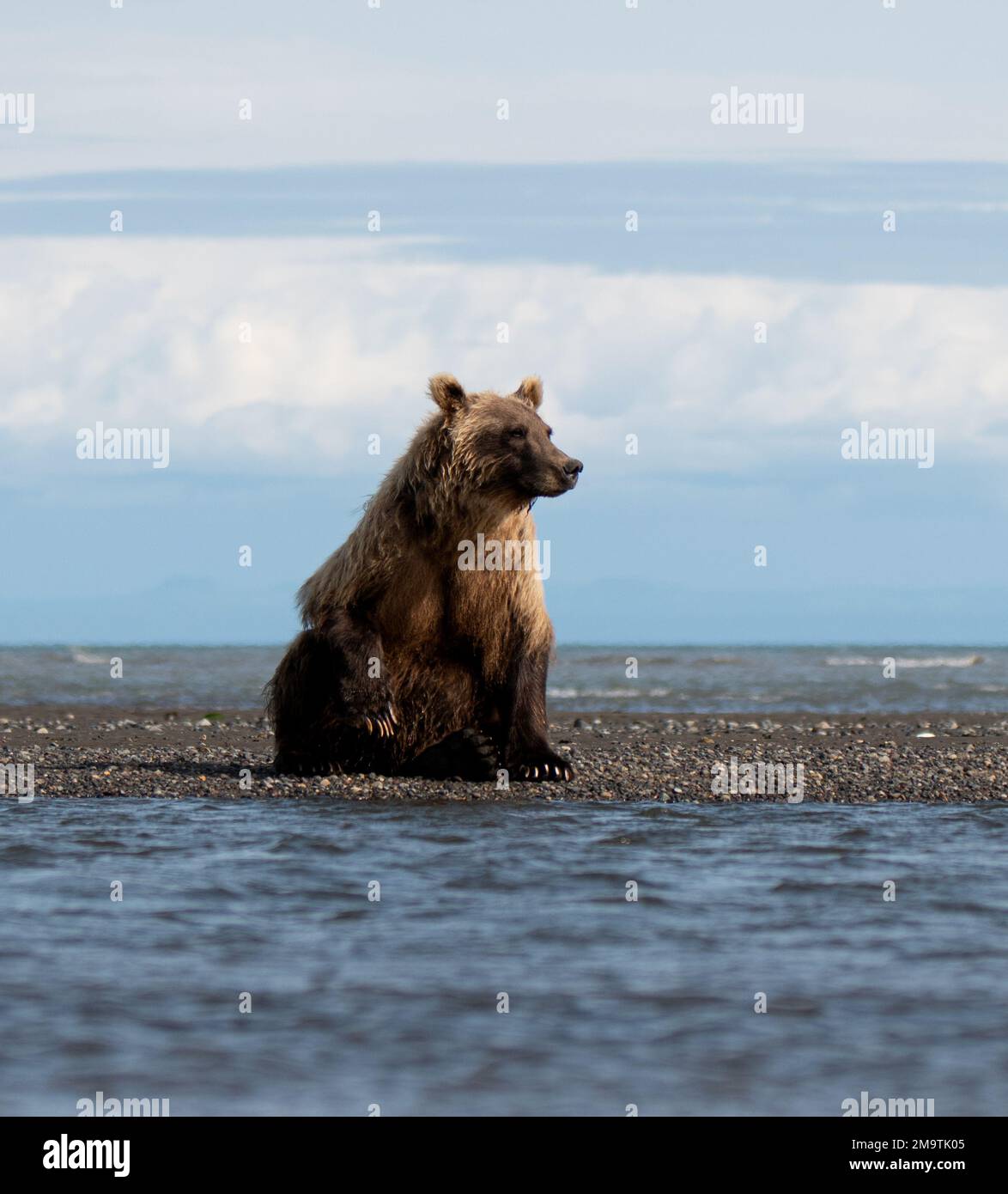 Bear waiting patiently hi-res stock photography and images - Alamy