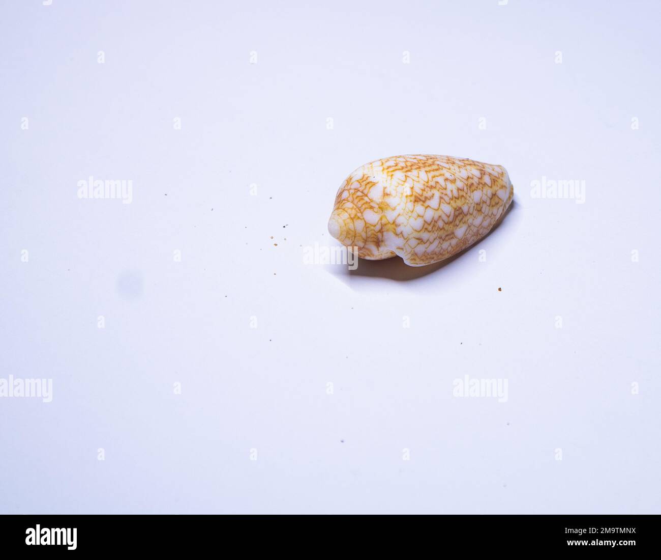 Conidae hi-res stock photography and images - Alamy