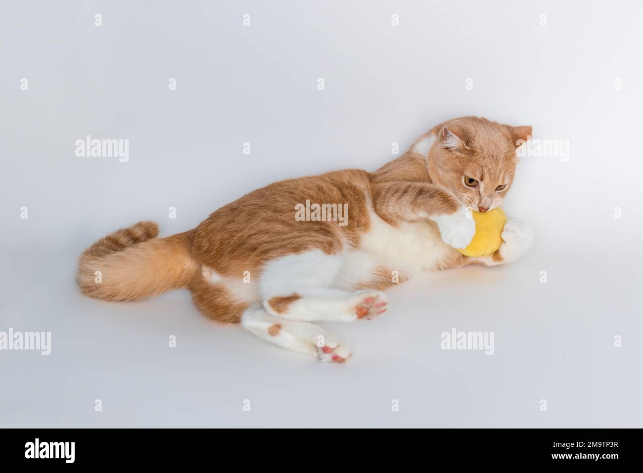 Buff tabby hi-res stock photography and images - Alamy