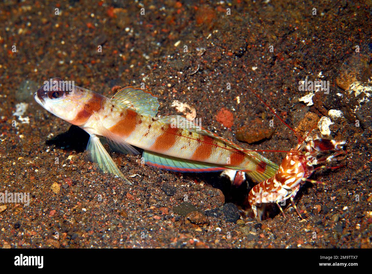 Goby Fish And Shrimp Symbiotic Relationship