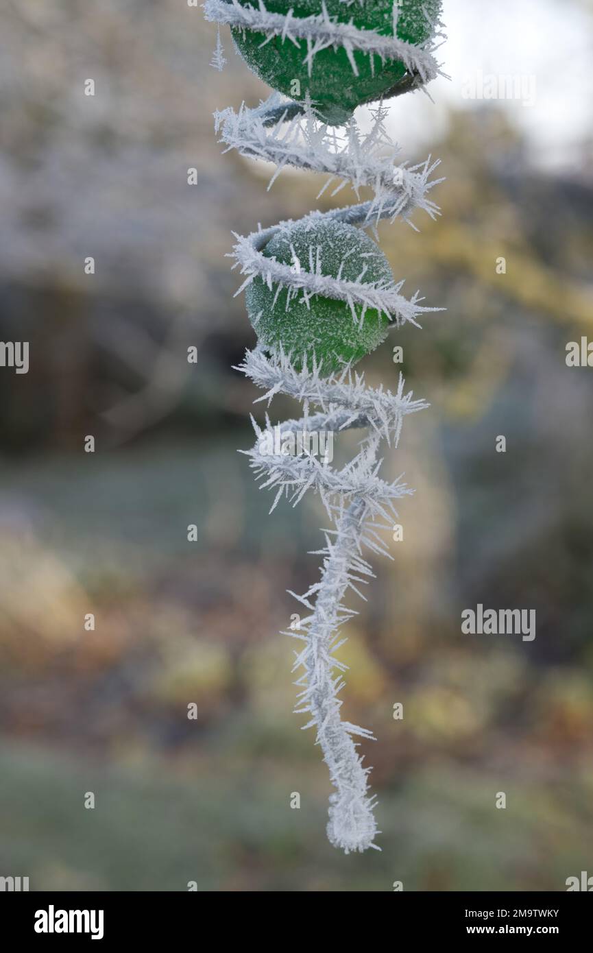 Frost covering a hanging, decorative garden ornament Stock Photo - Alamy
