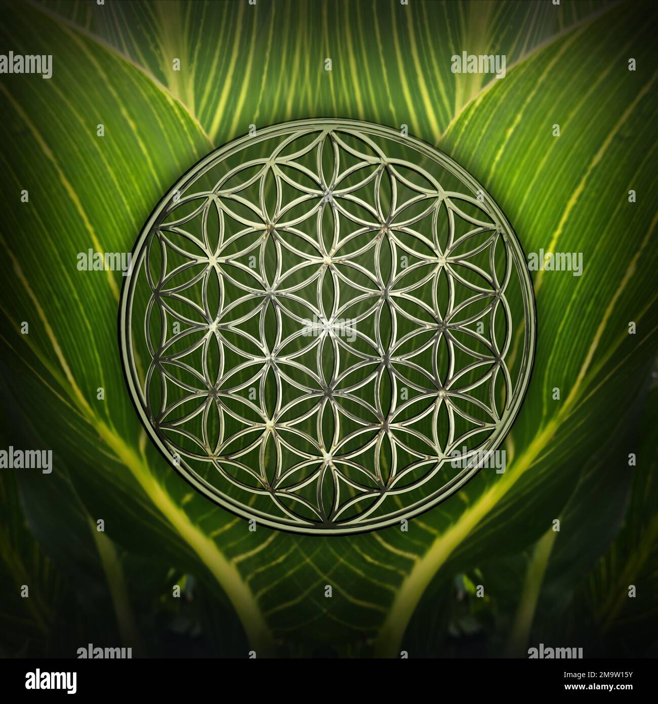 Flower of life on green canna leaf background Stock Photo - Alamy