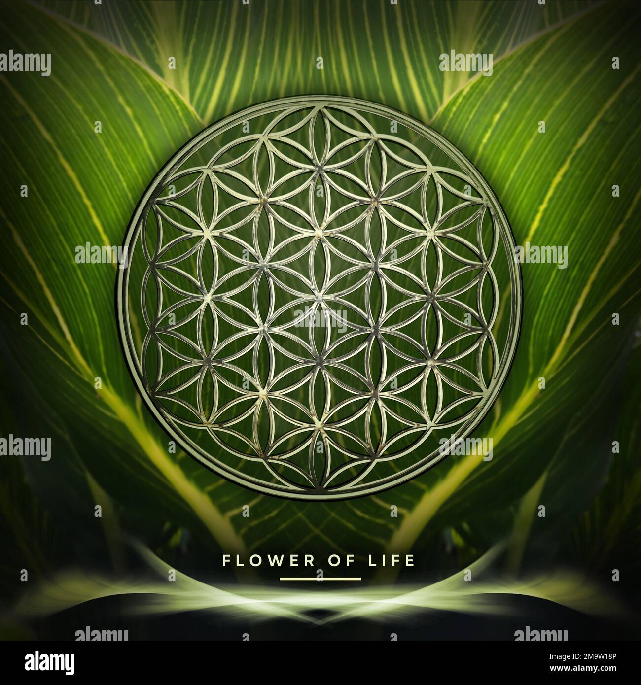 Flower of life on green canna leaf background Stock Photo - Alamy