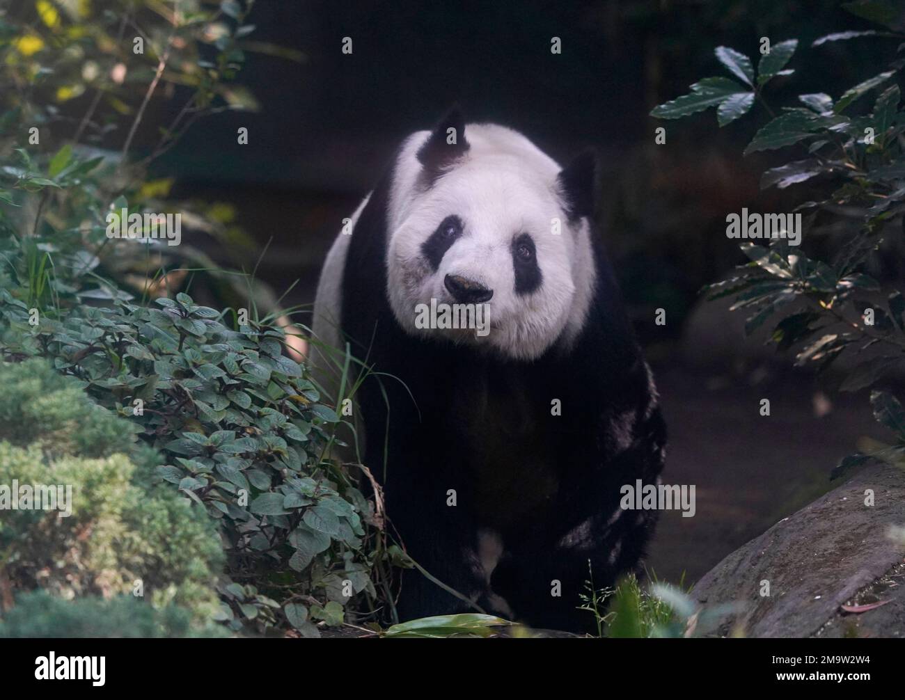 Xin Xin, the last giant panda in Latin America, looks out from her ...